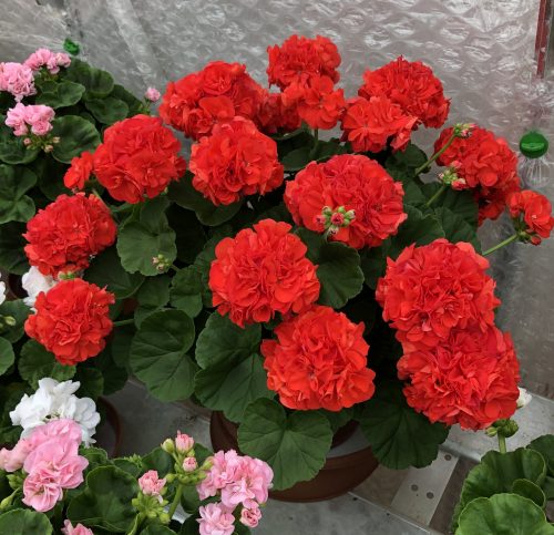 Geraniaceae – The Pelargonium and Geranium Society